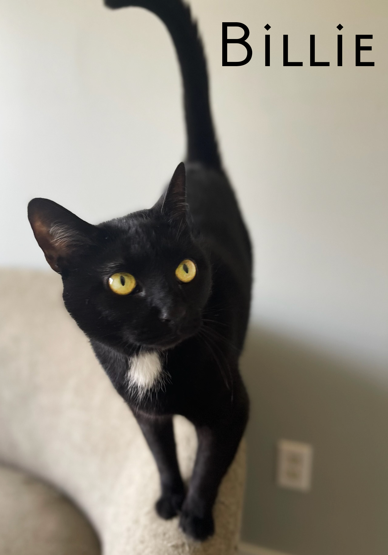 Gallery | Binx's Home for Black Cats